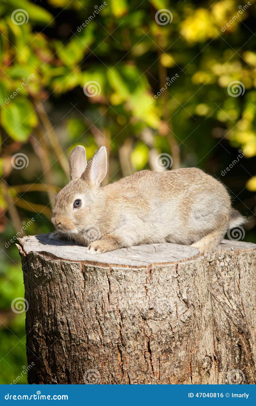 Bunny Rabbit Sitting on a Tree Stump Stock Photo - Image of young ...