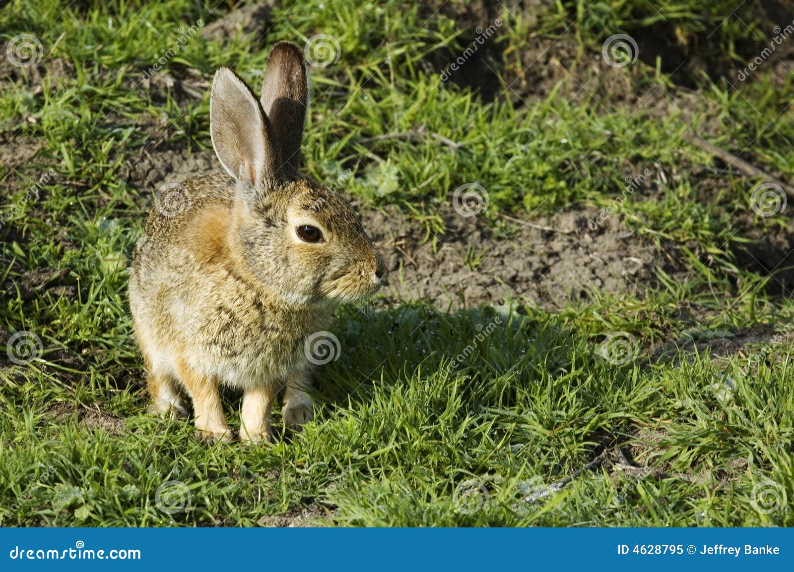 Bunny Rabbit Sitting and Waiting Stock Image - Image of lagomorpha ...