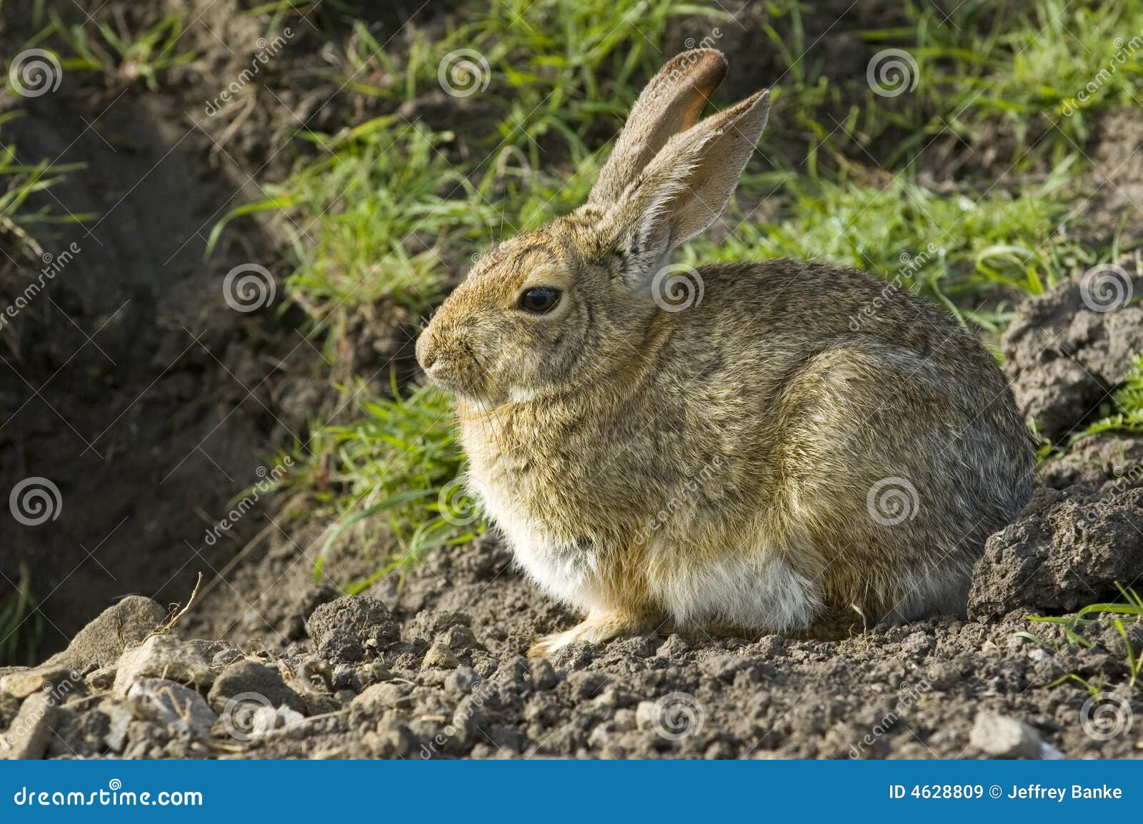Bunny Rabbit Sitting and Waiting Stock Image - Image of tail, mammal ...