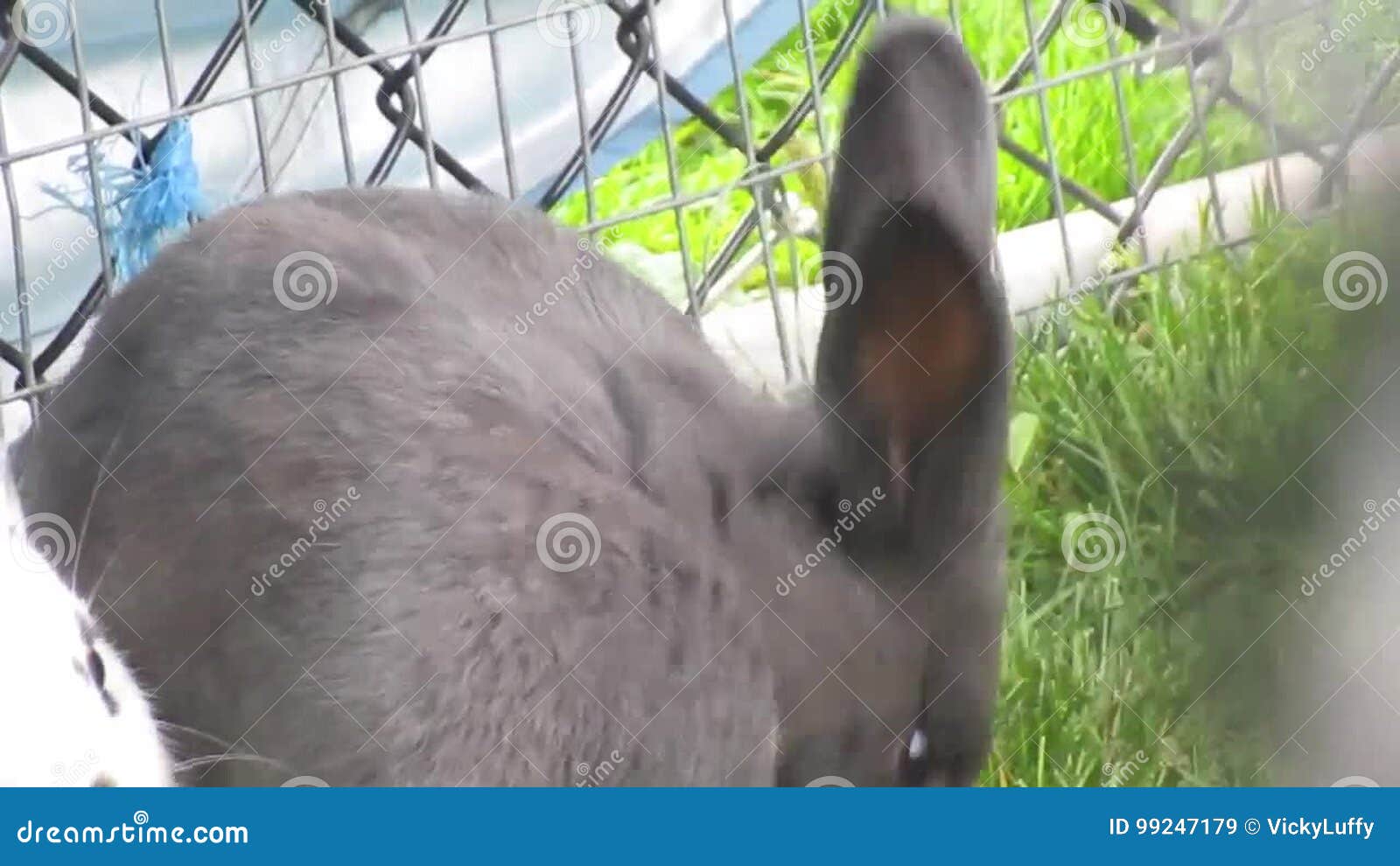 Bunny Rabbit Sniffing and Licking Stock Video - Video of sniffing ...