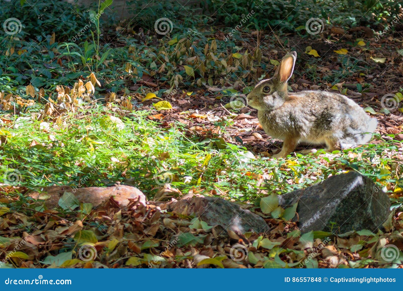 A Bunny Rabbit in the Sun, Ready To Bolt. Stock Photo - Image of ...
