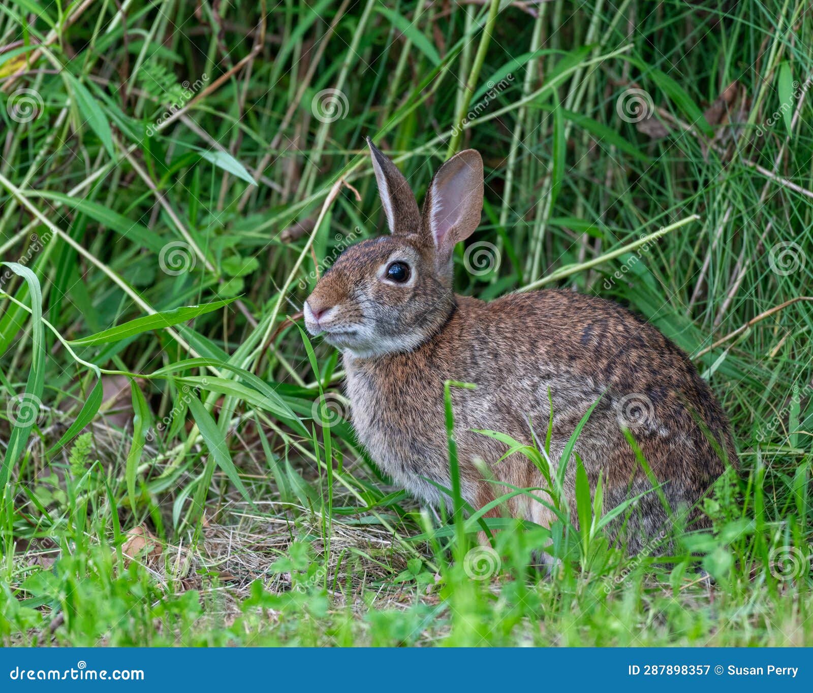 Bunny Rabbit in Tall Grass in the Park Stock Image - Image of tall ...