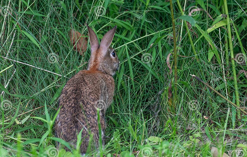 Bunny Rabbit in Tall Grass in the Park Stock Photo - Image of whiskers ...