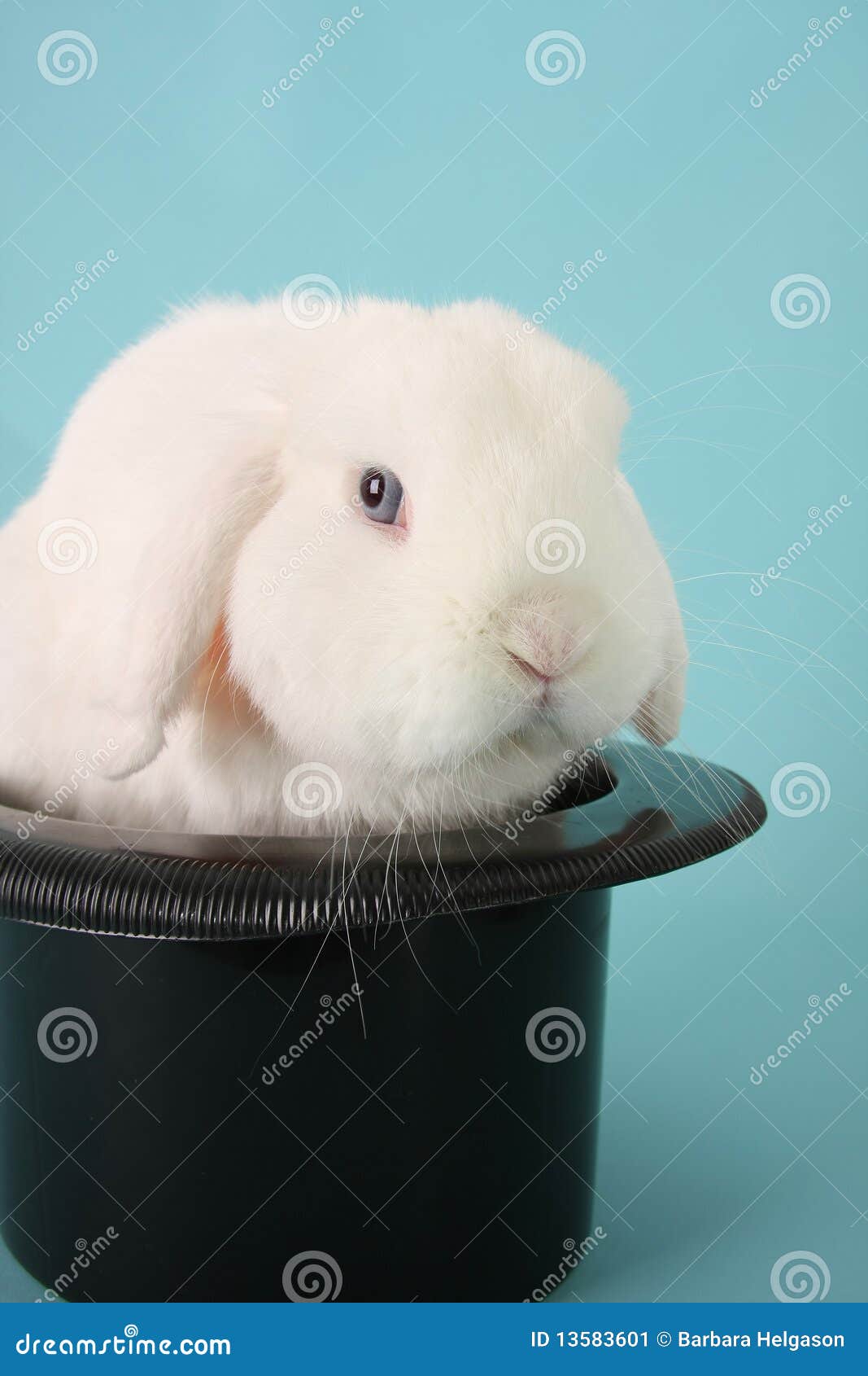 Bunny rabbit in a top hat stock image. Image of trick - 13583601