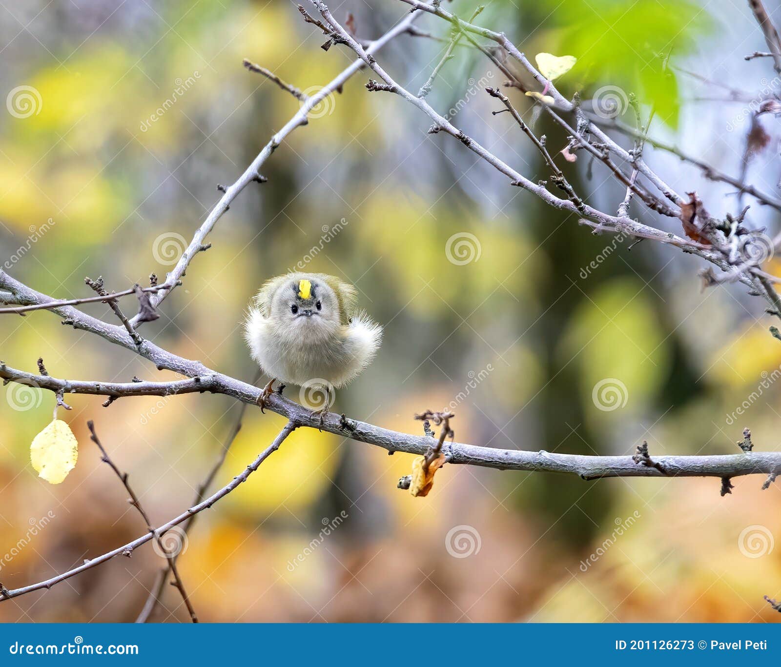 Bunny rabbit on a tree stock image. Image of animal - 201126273
