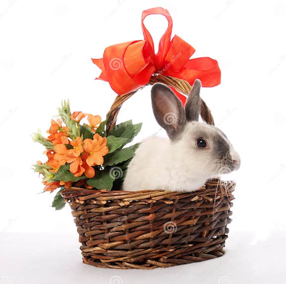 Bunny Rabbit in Wicker Basket Stock Photo - Image of rodent, cute: 12946300
