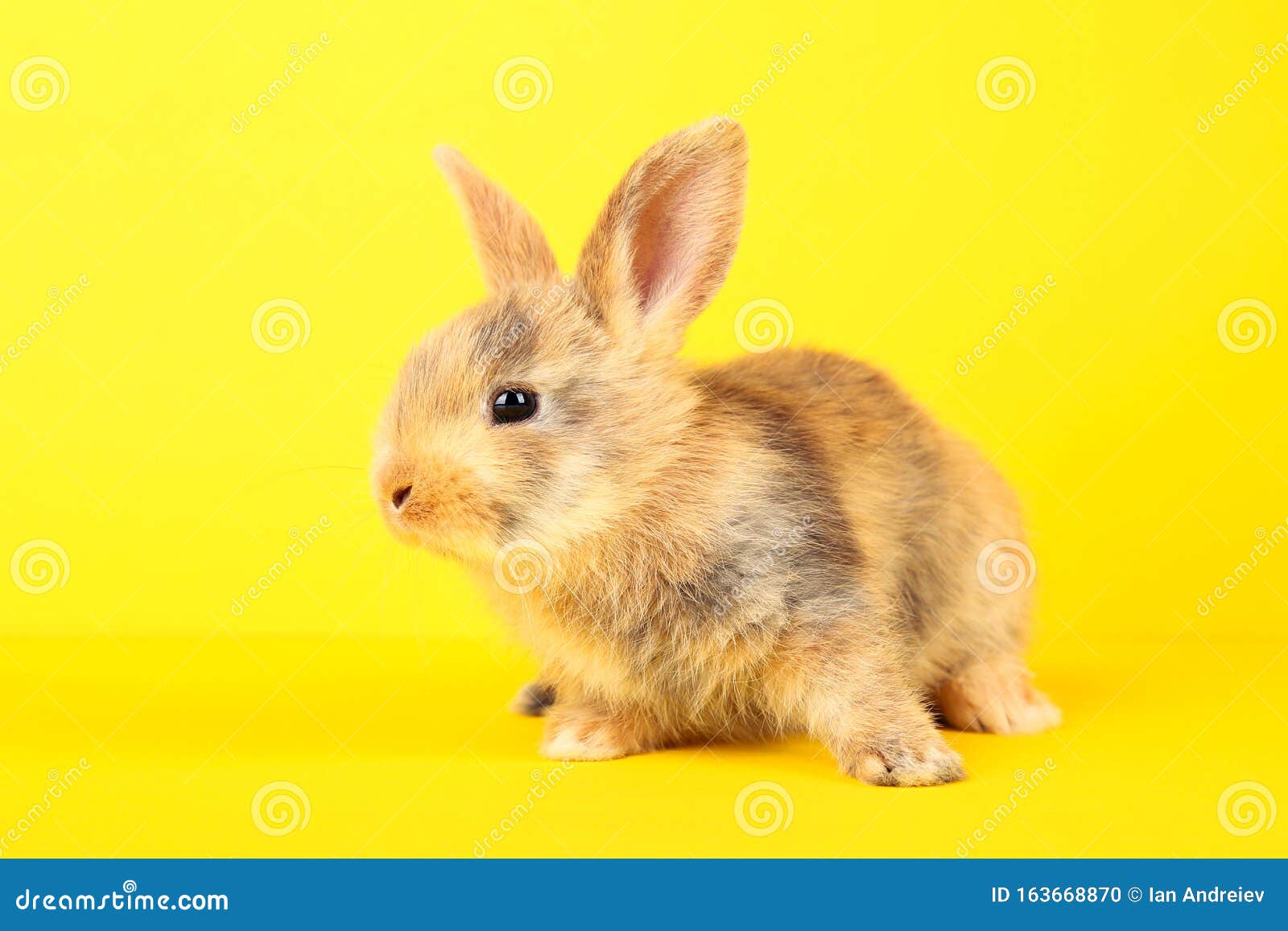 Bunny rabbit stock photo. Image of studio, mammal, domestic - 163668870