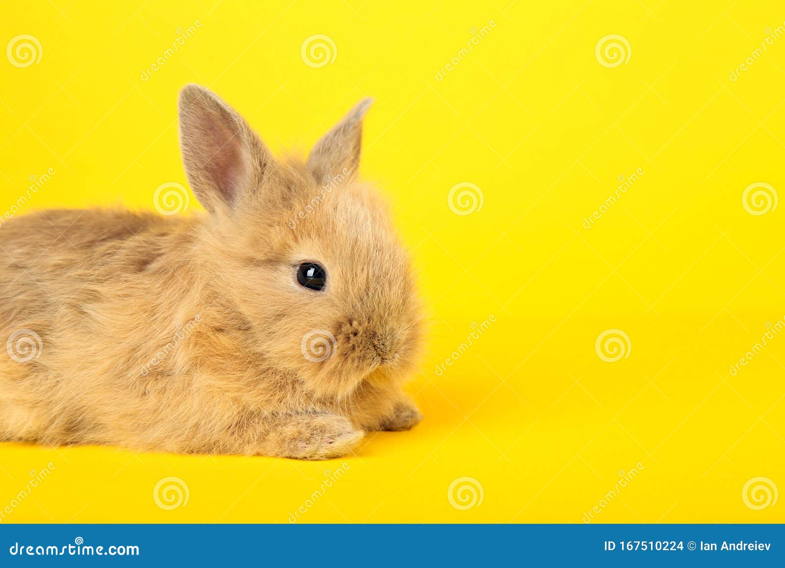 Bunny rabbit stock photo. Image of bunny, brown, adorable - 167510224