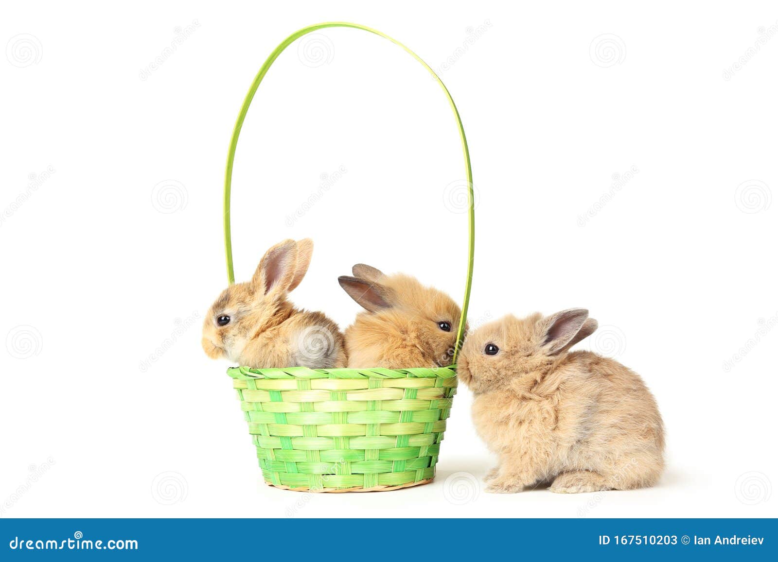 Bunny rabbits in basket stock image. Image of bunny - 167510203