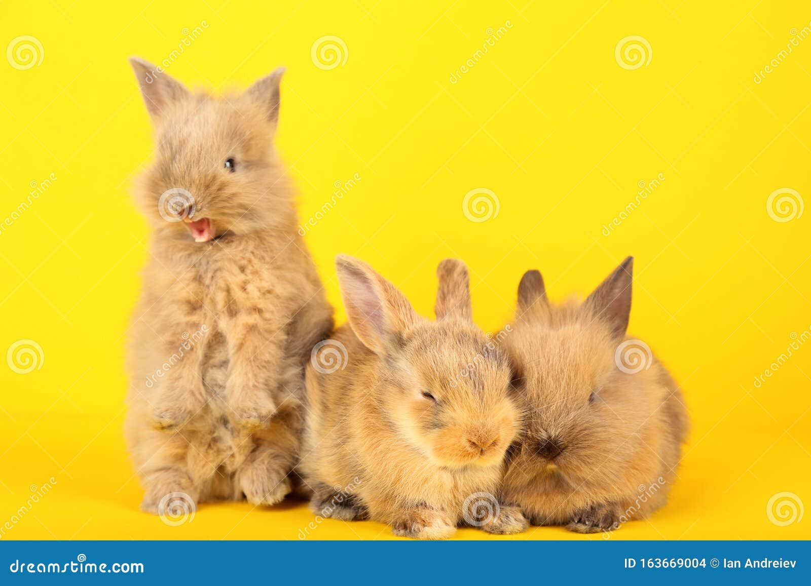 Bunny rabbits stock photo. Image of breed, hair, beauty - 163669004