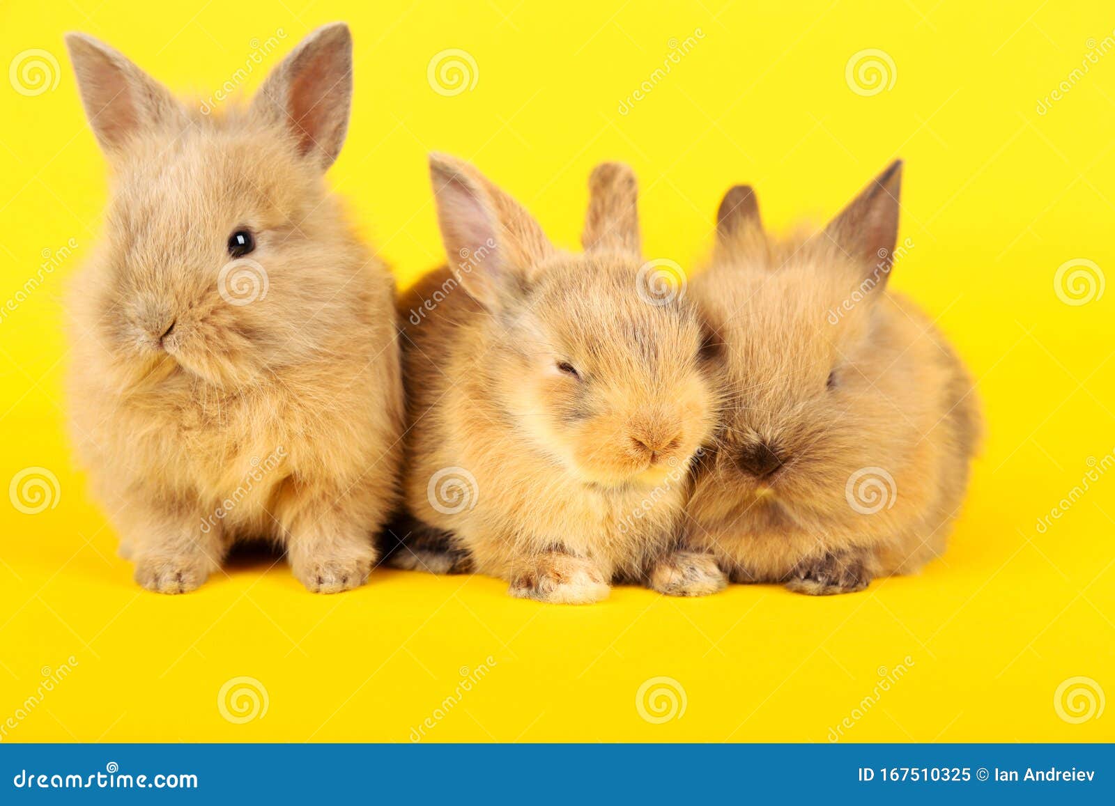 Bunny rabbits stock image. Image of mammal, domestic - 167510325