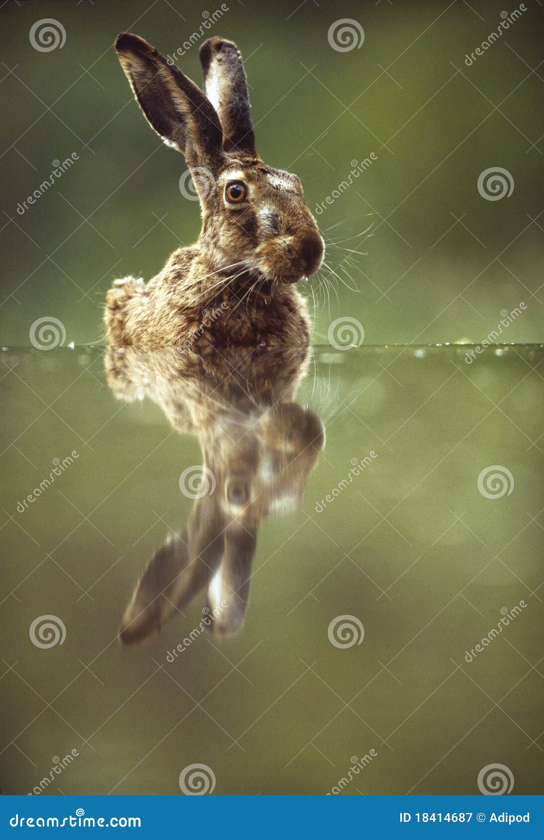 Water Rabbit Stock Image | CartoonDealer.com #102222613