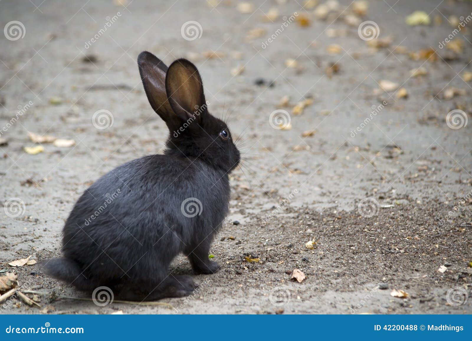 Bunny on the road stock photo. Image of black, bunny - 42200488