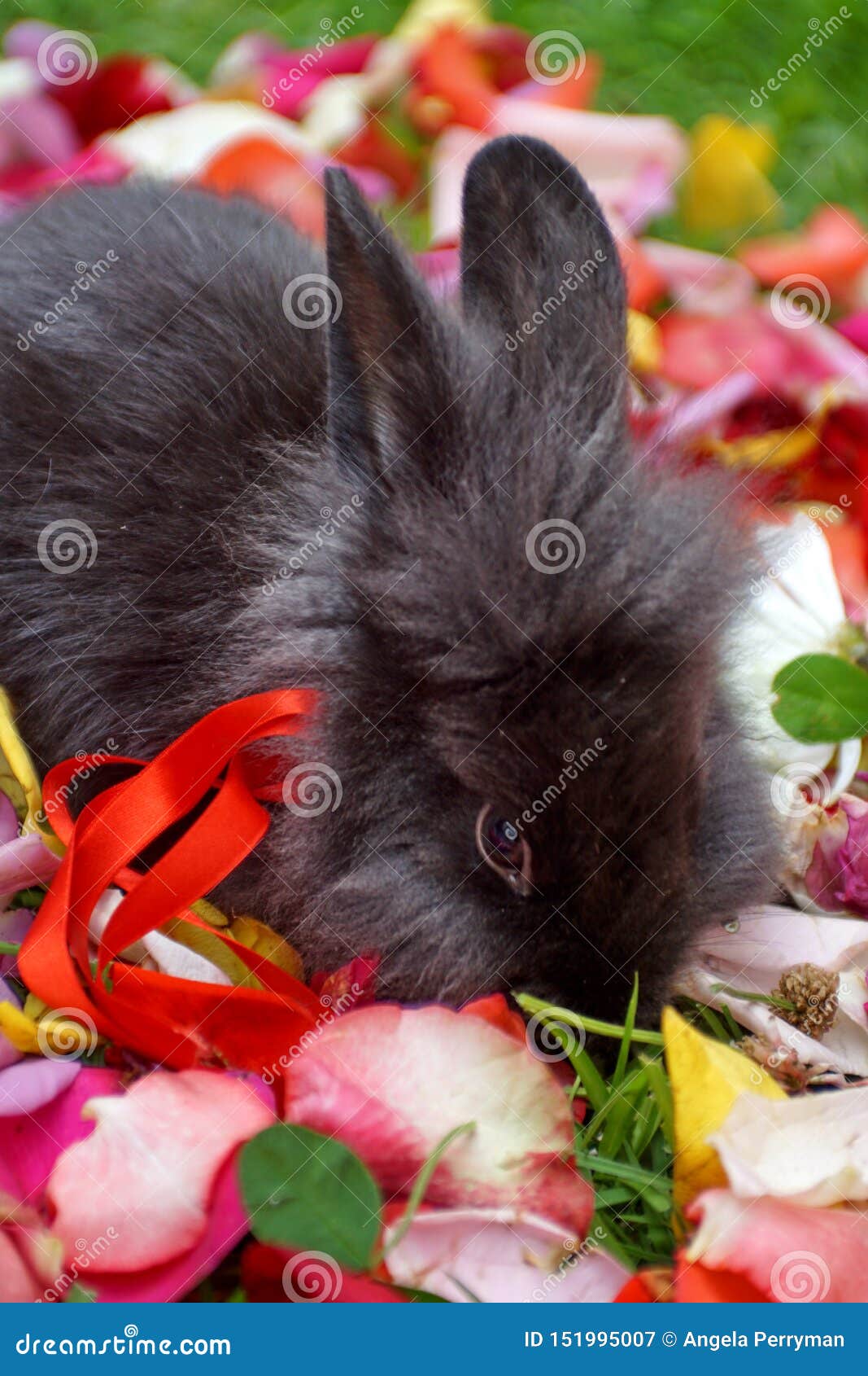Bunny on rose petals stock image. Image of ecuador, grass - 151995007