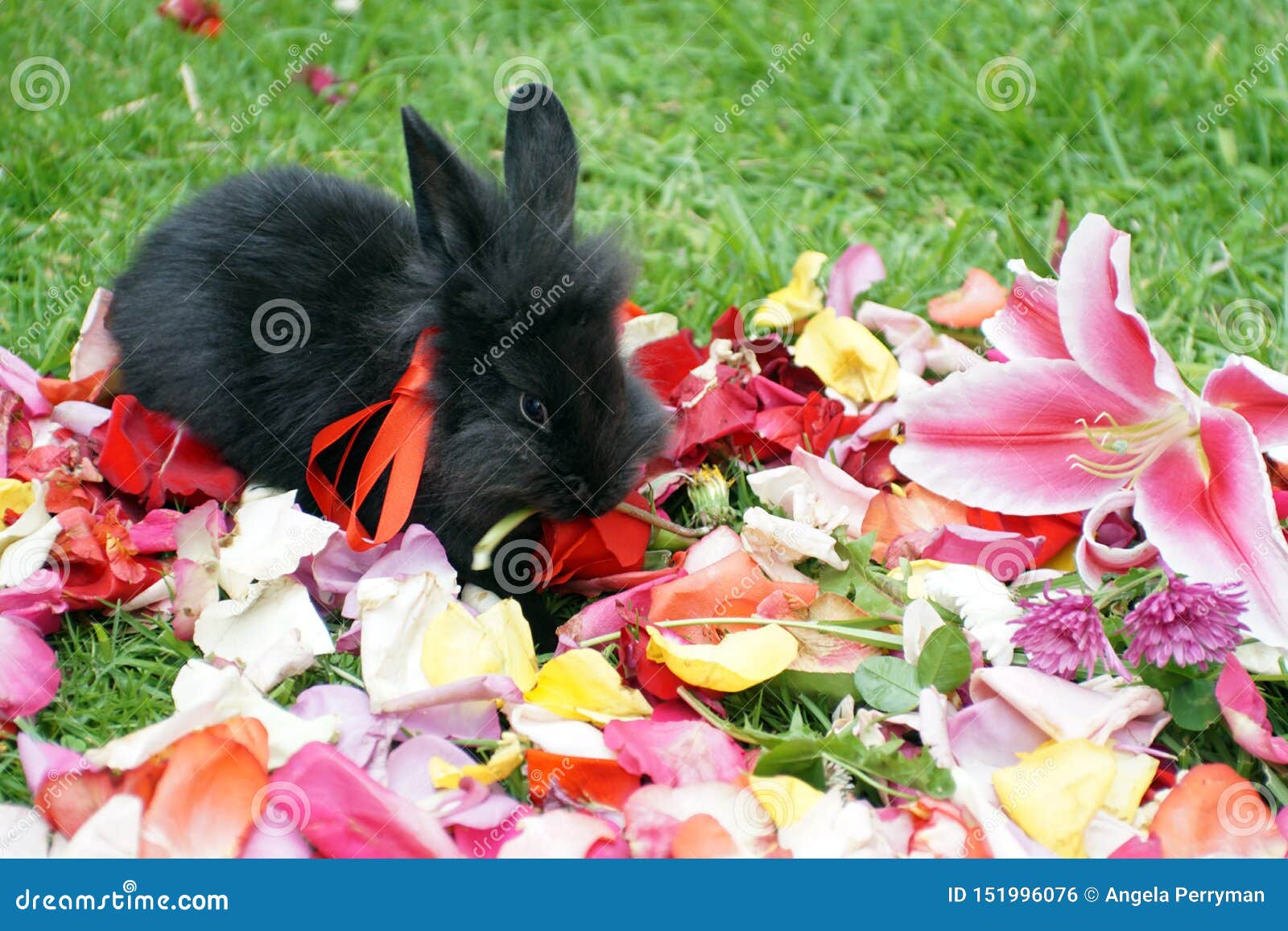Bunny on rose petals stock photo. Image of black, valentines - 151996076
