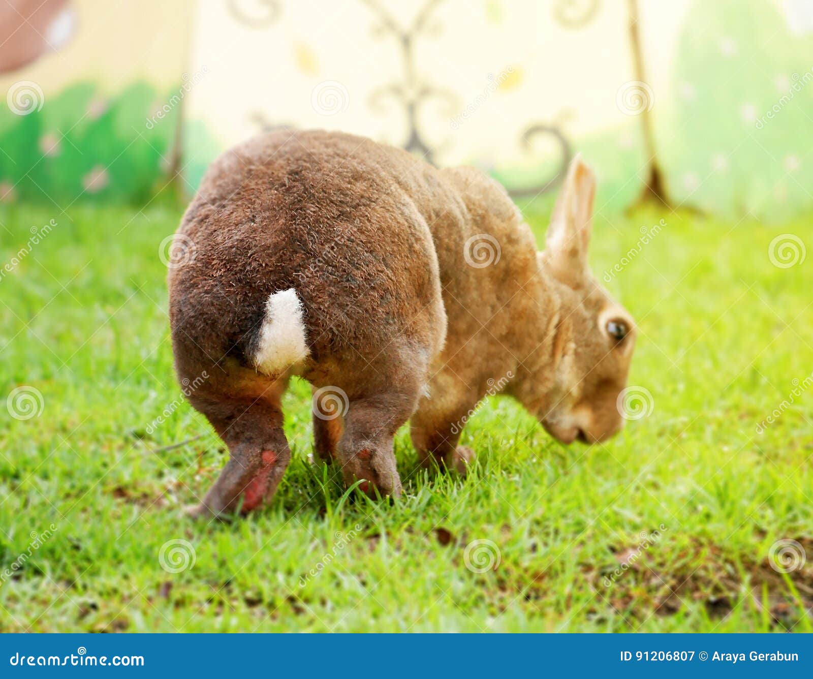 Bunny& x27;s bottom stock image. Image of looking - 91206807