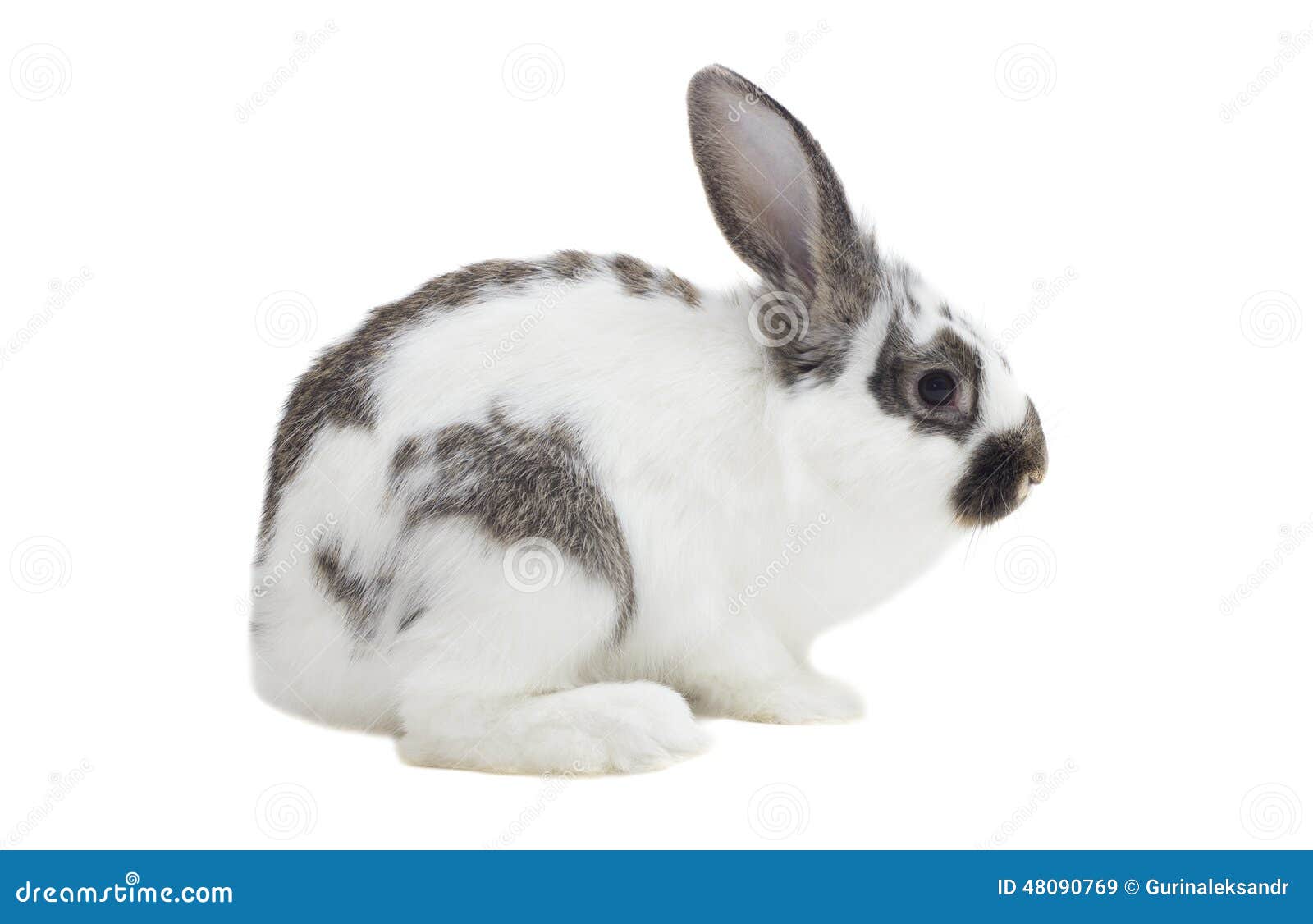 Bunny sits stock image. Image of isolated, rabbit, portrait - 48090769