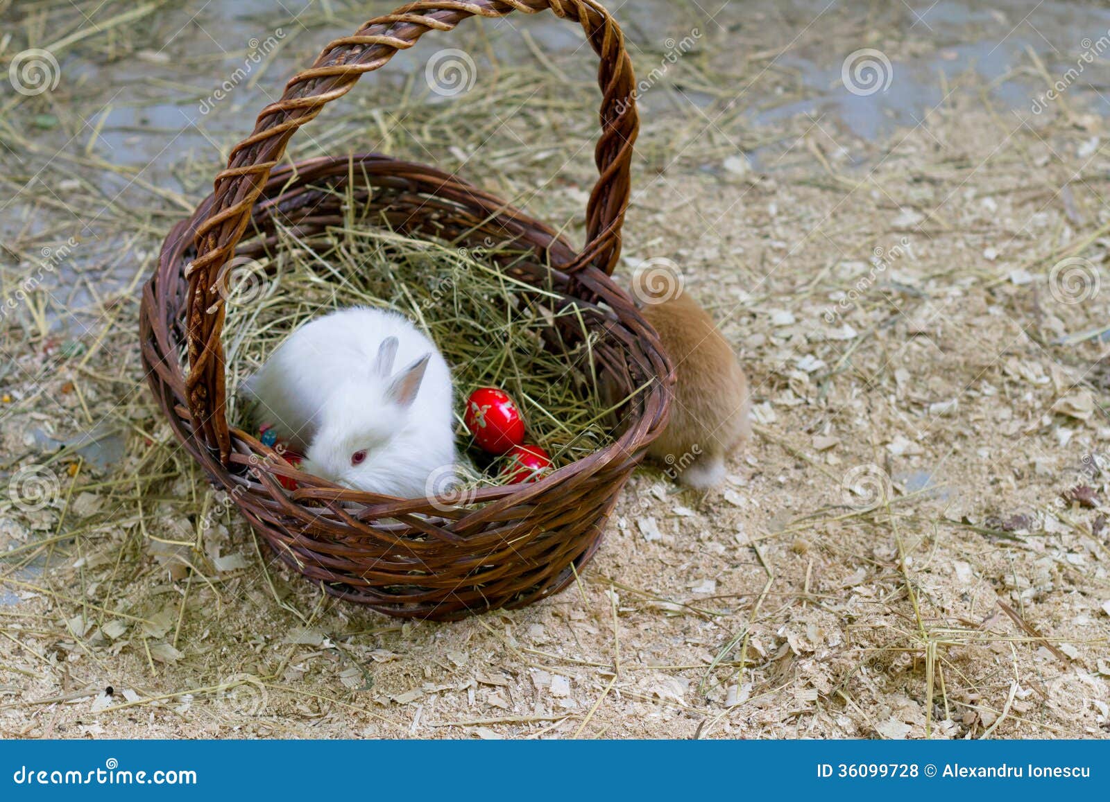 Bunny Sitting in a Basket with Easter Eggs Stock Photo - Image of ...