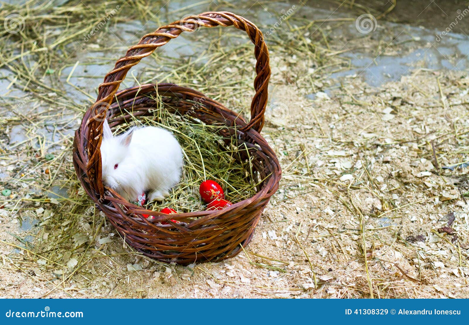 Bunny Sitting in a Basket with Easter Eggs Stock Image - Image of ...