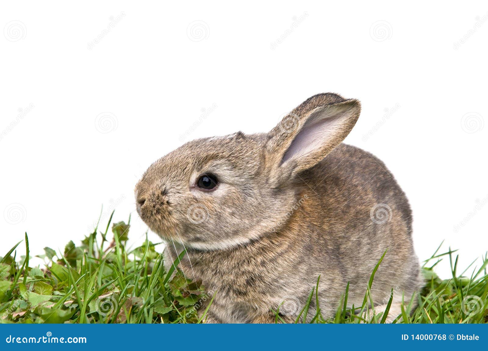 Bunny sitting in grass stock photo. Image of single, buck - 14000768