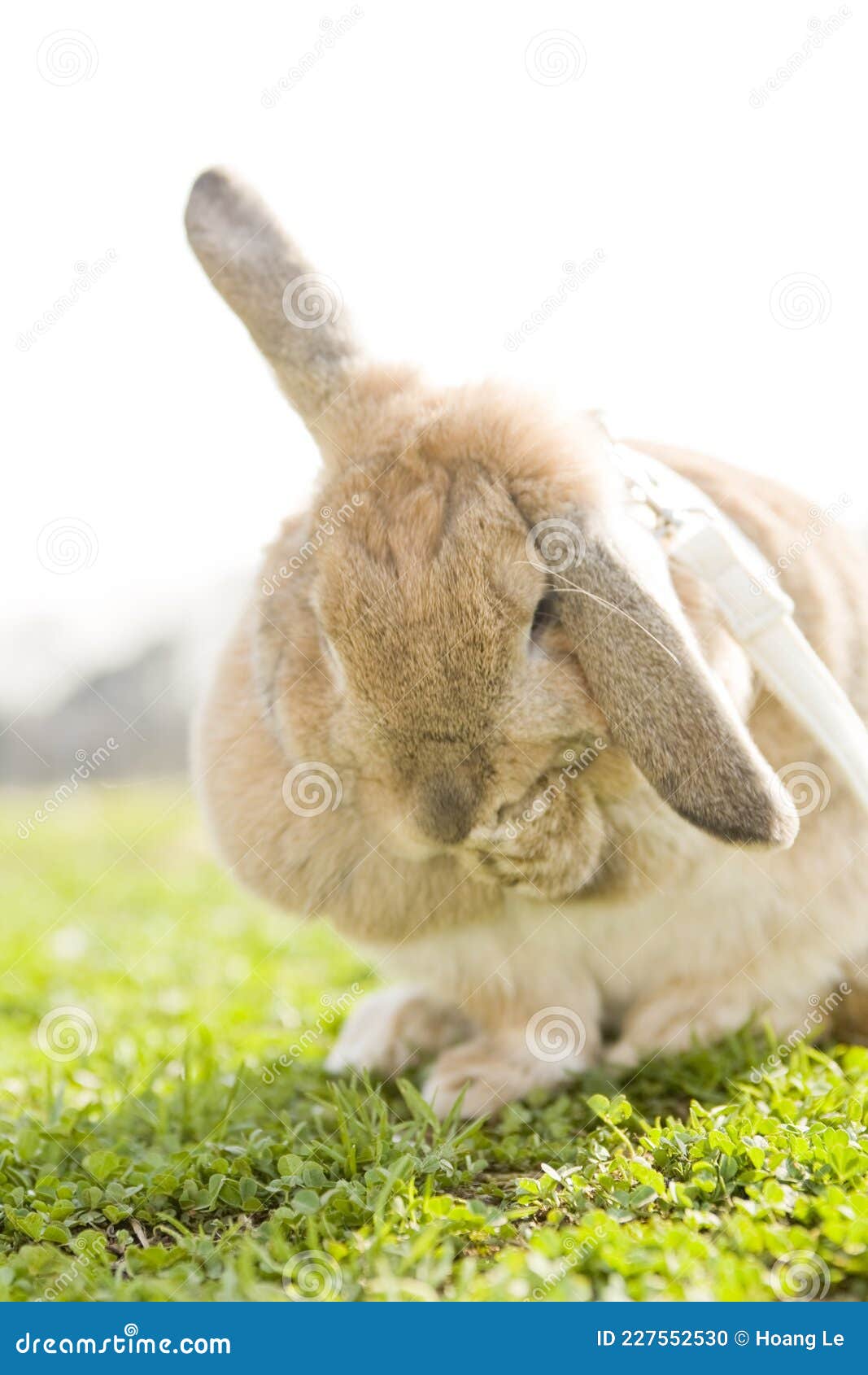 A Bunny Sitting on the Grass Stock Photo - Image of space, front: 227552530