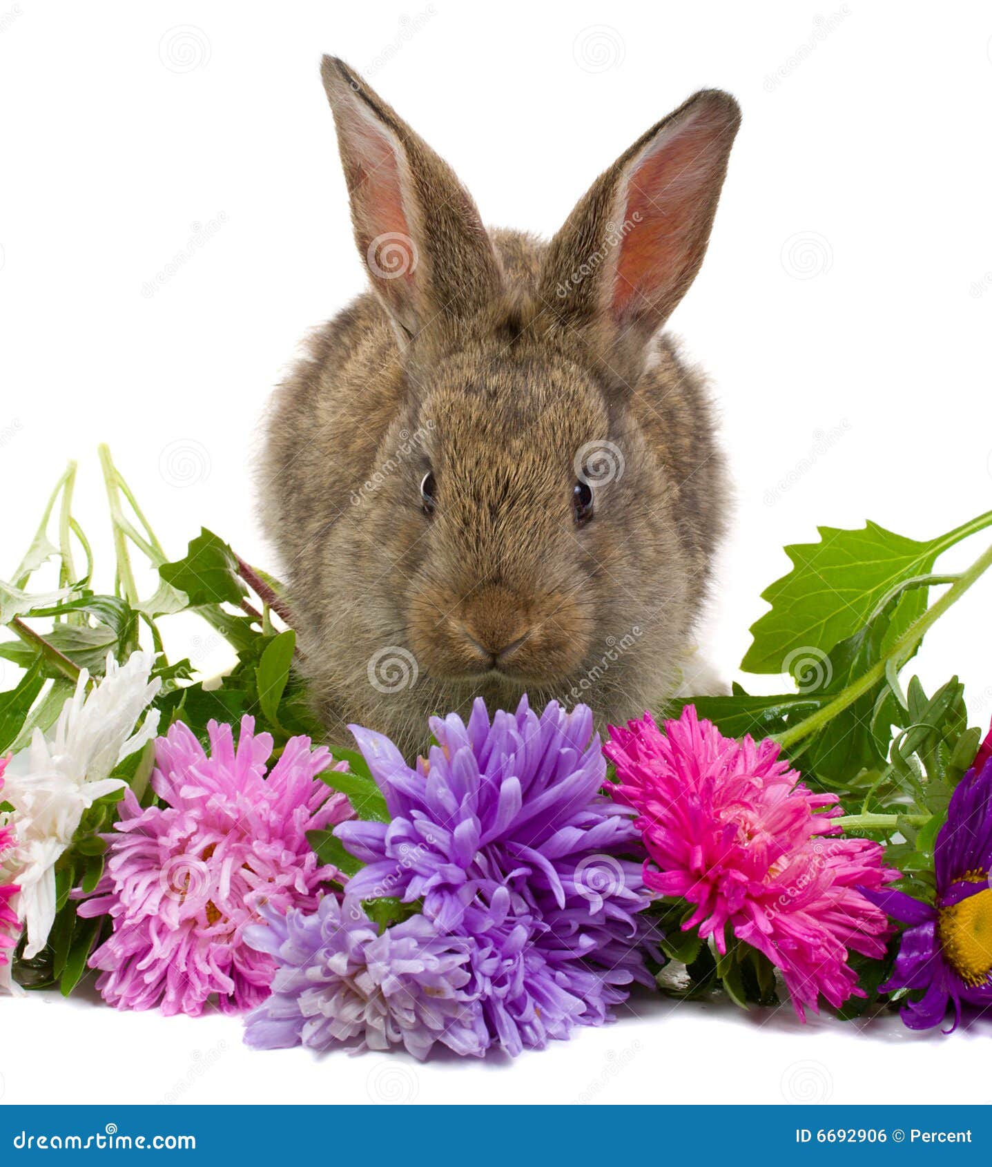 Bunny Smelling Flower