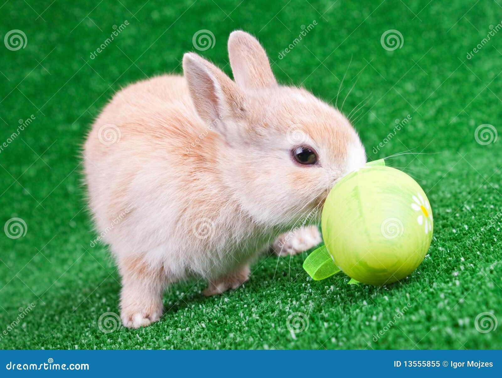 Bunny Sniffing an Easter Egg Stock Image - Image of holiday, concept ...