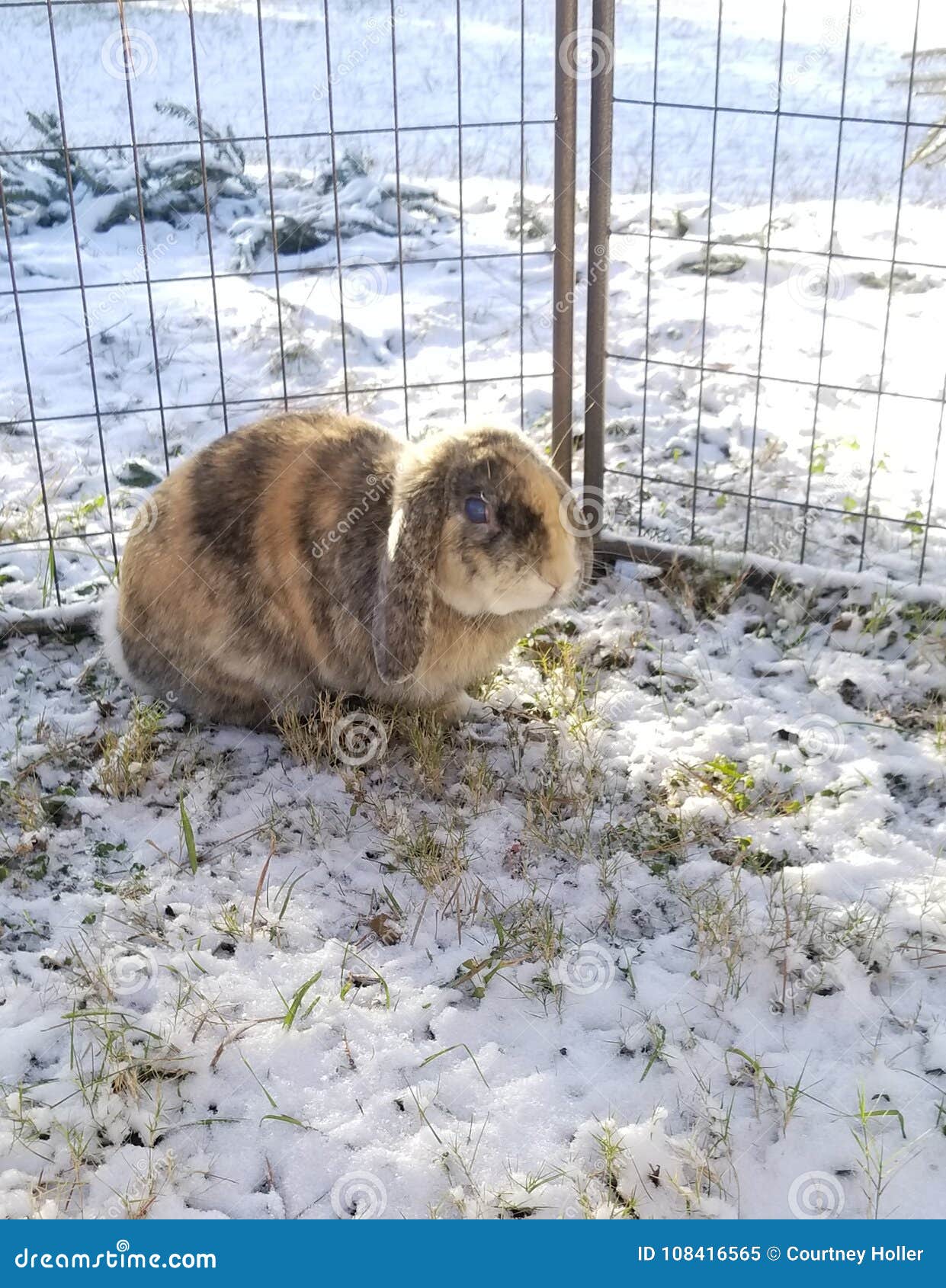 Bunny in the Snow stock image. Image of outdoors, bunny - 108416565