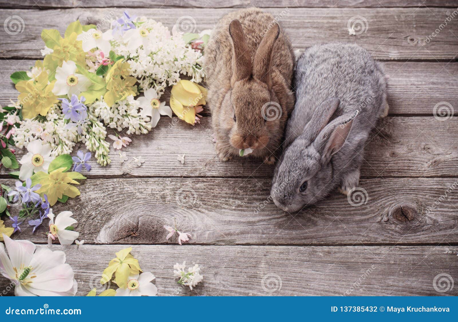 Bunny with Spring Flowers on Old Wooden Background Stock Photo - Image ...