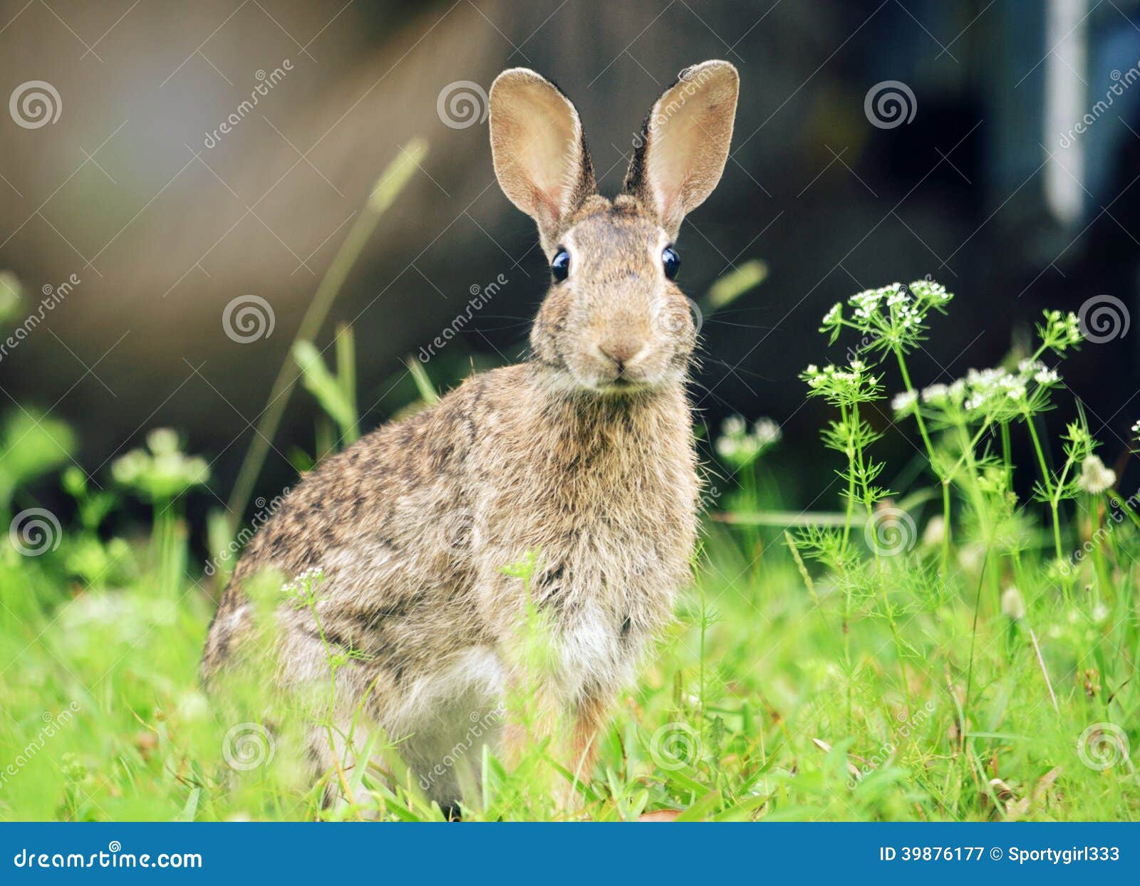 Bunny stock image. Image of spring, bunny, easter, rabbit - 39876177
