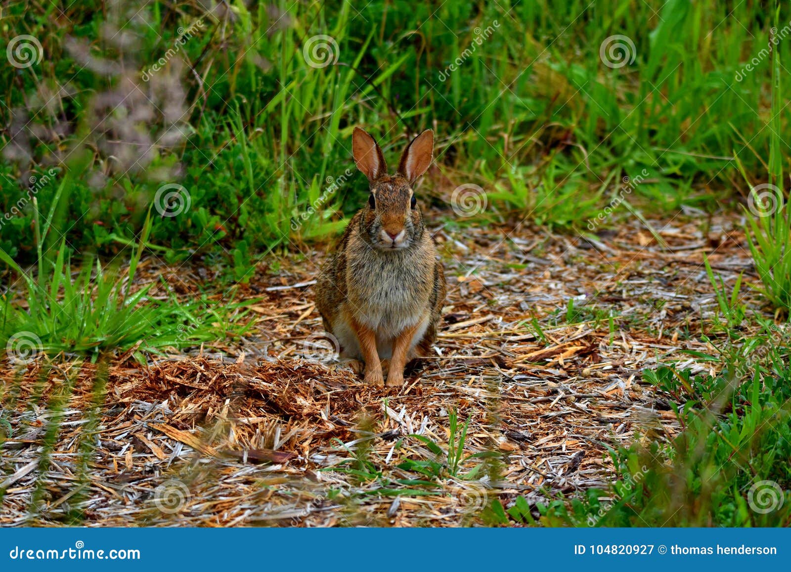 Bunny staring. stock image. Image of bunny, outdoors - 104820927