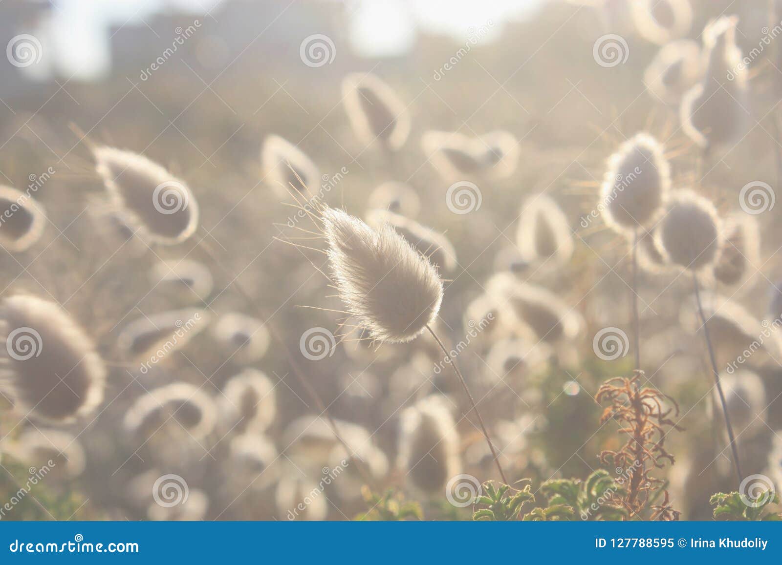 Bunny Tails stock image. Image of dune, march, nature - 127788595