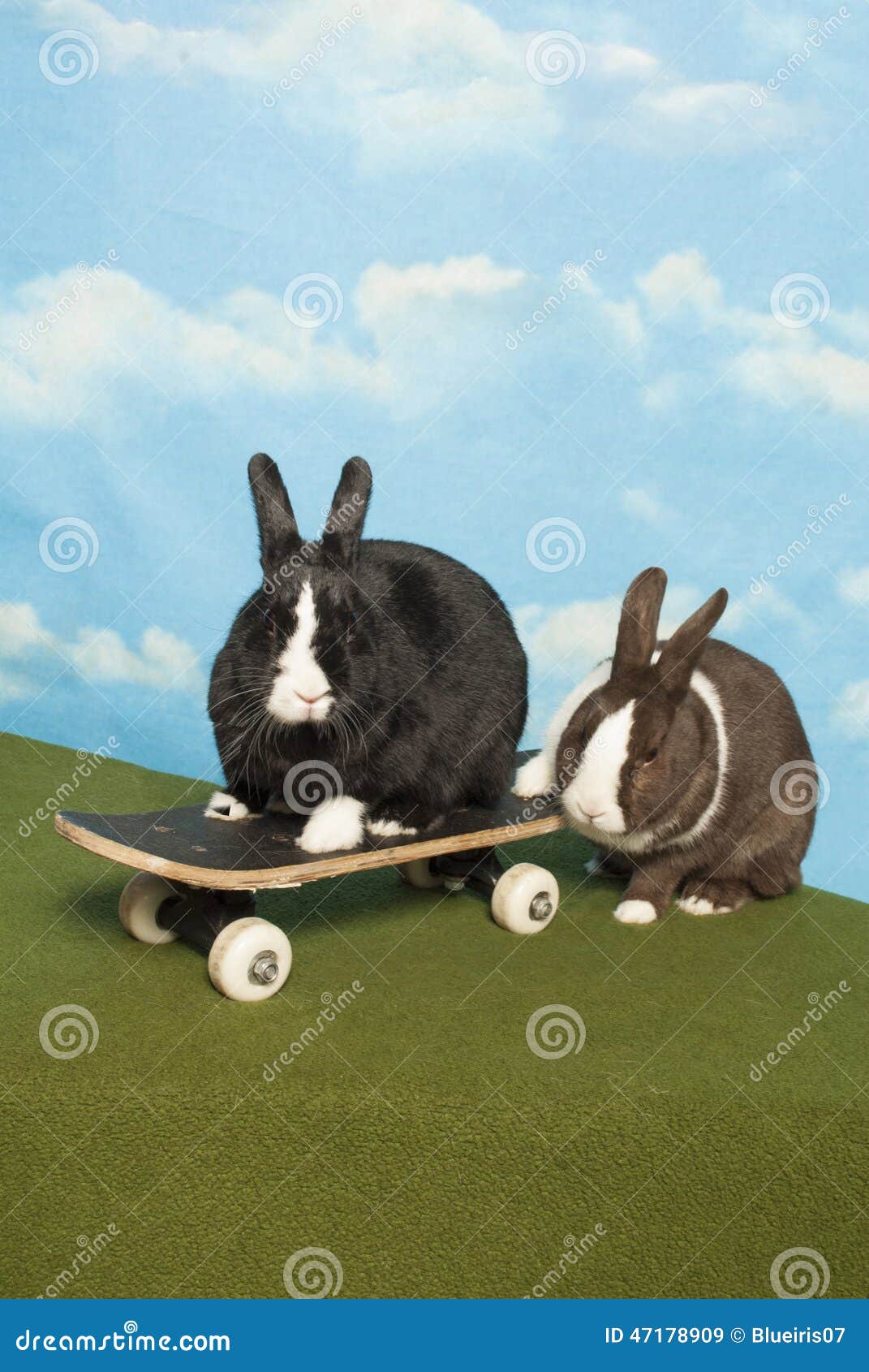 Bunny Team on a Skateboard stock image. Image of aiding - 47178909