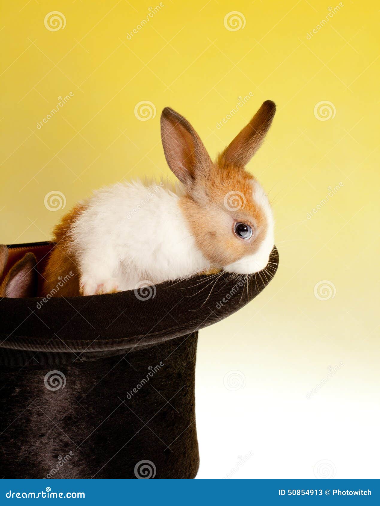 Bunny in a top hat stock image. Image of small, rodent - 50854913