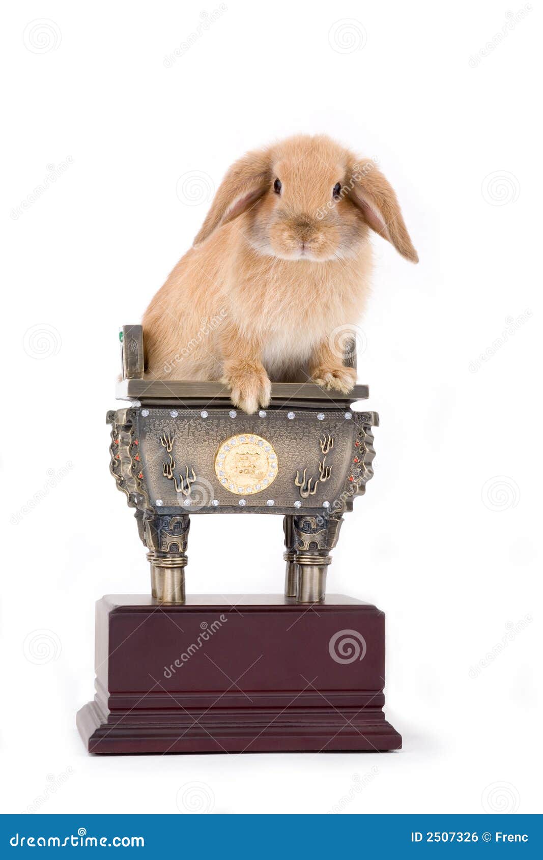 Bunny in the trophy stock photo. Image of achieve, domestic - 2507326