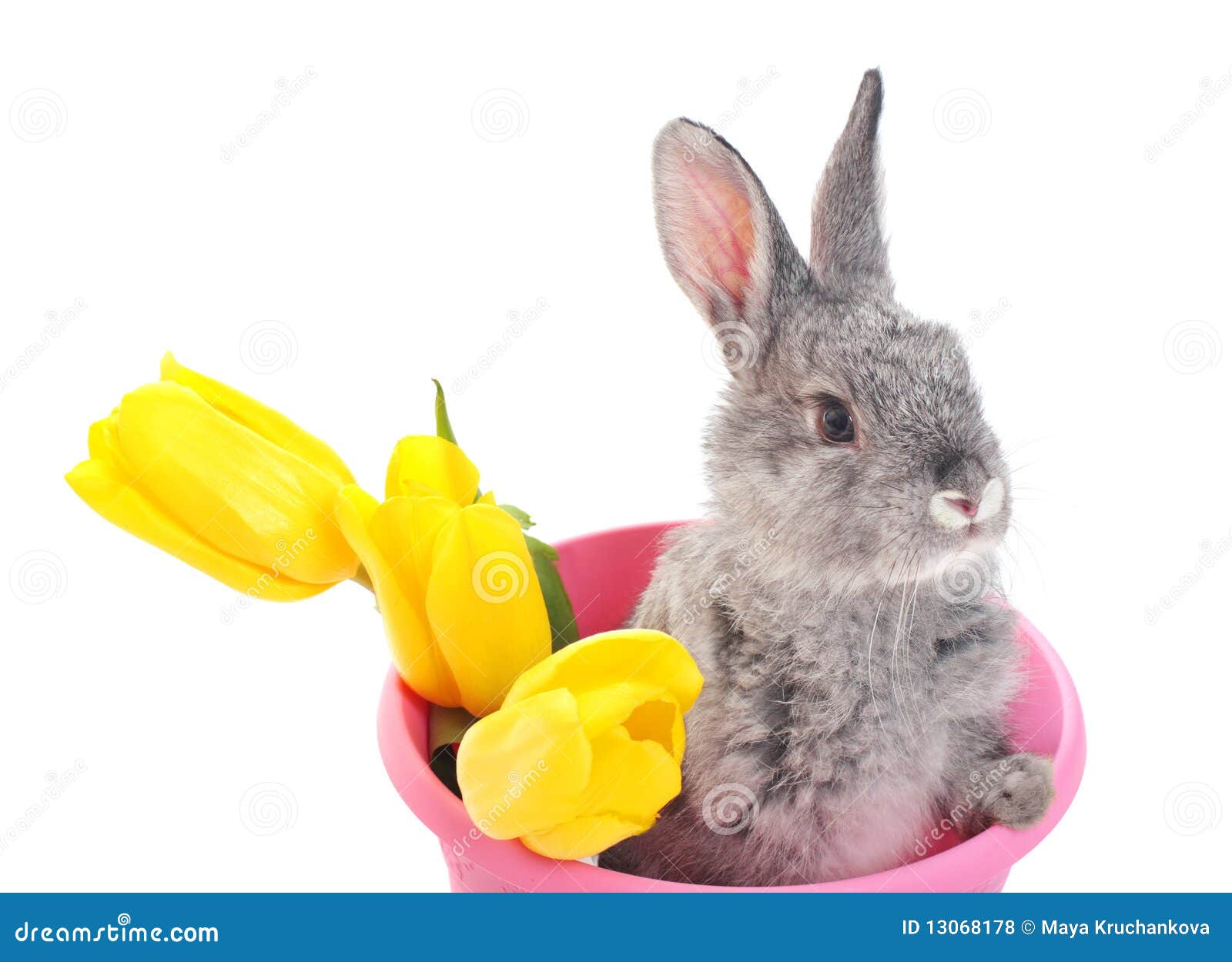 Bunny with Tulip Isolated on White Stock Photo - Image of dating, give ...