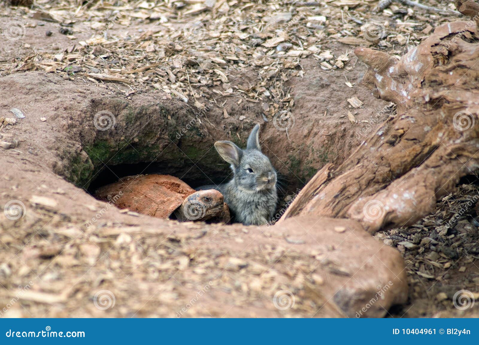 Bunny and Turtle stock image. Image of lair, turtle, mammal - 10404961