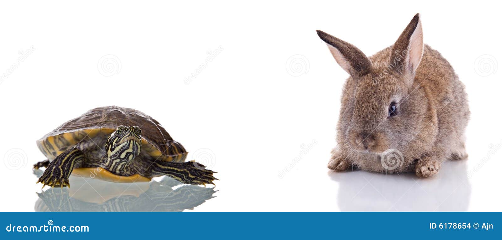 Bunny and Turtle stock photo. Image of background, concepts - 6178654