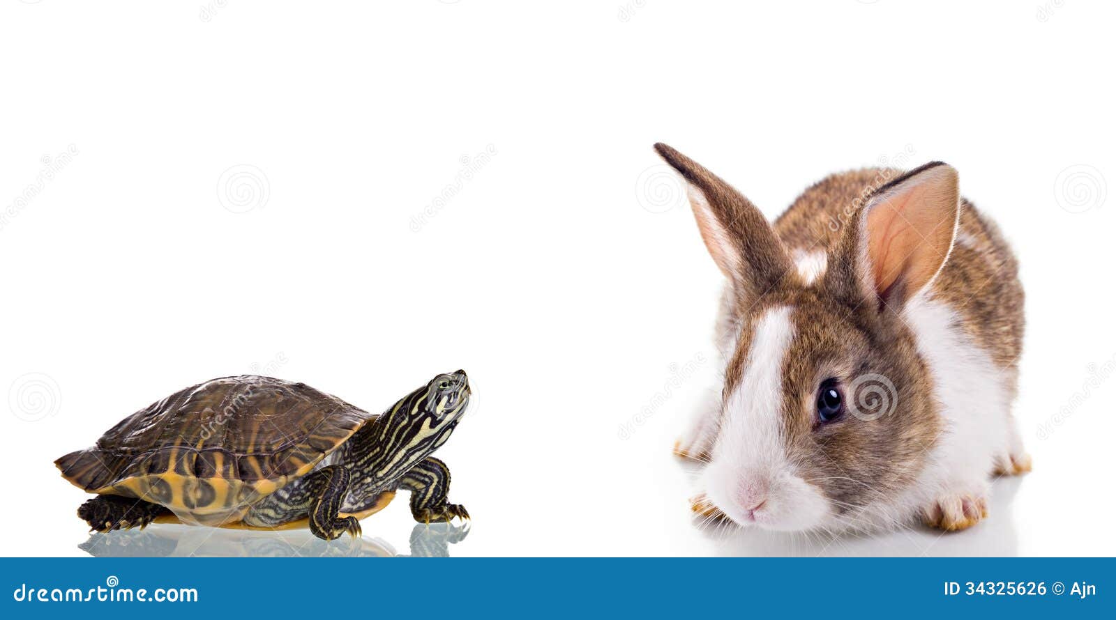 Bunny and Turtle stock photo. Image of company, enemy - 34325626