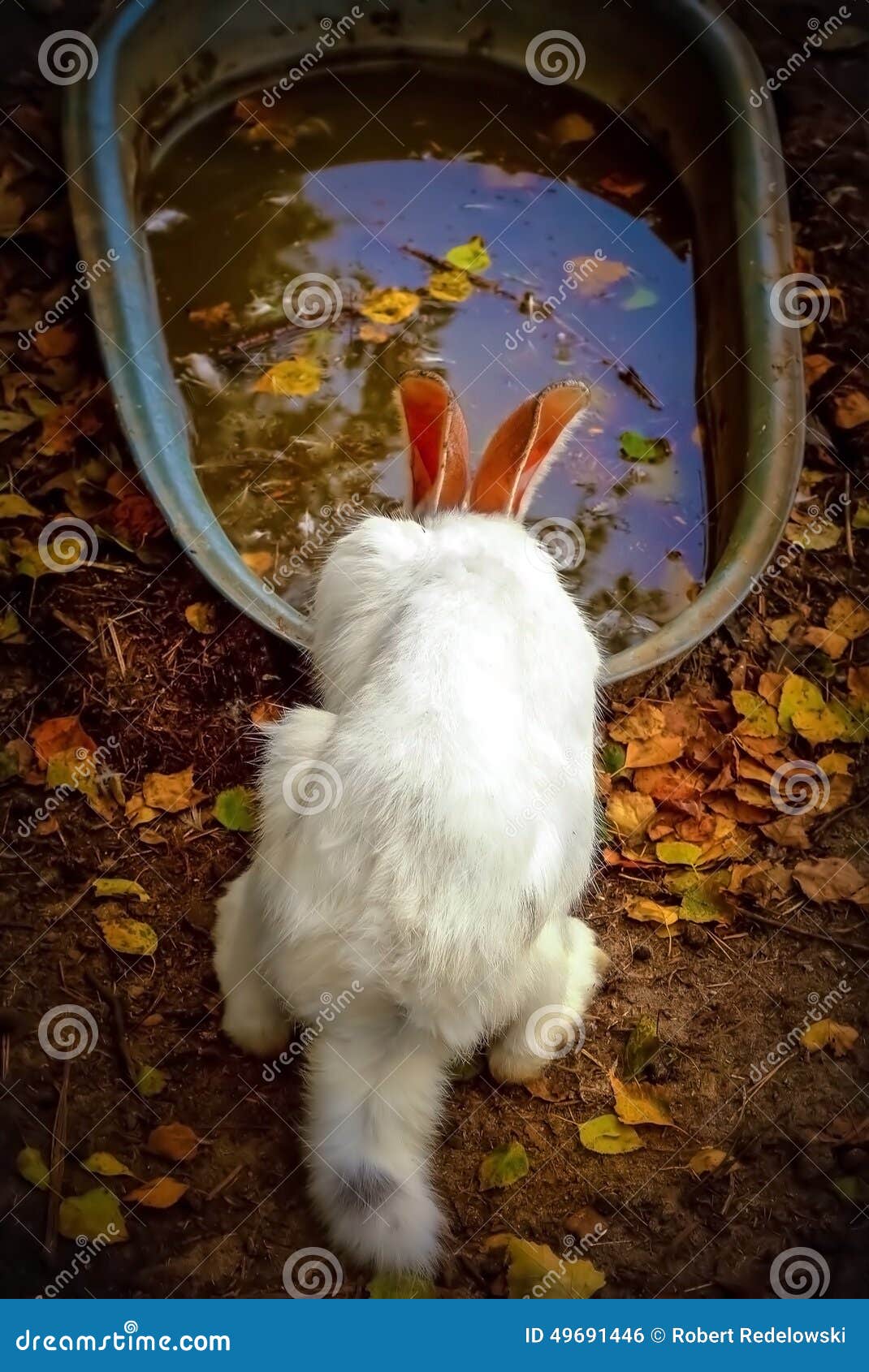 Bunny stock photo. Image of water, ears, furry, white - 49691446