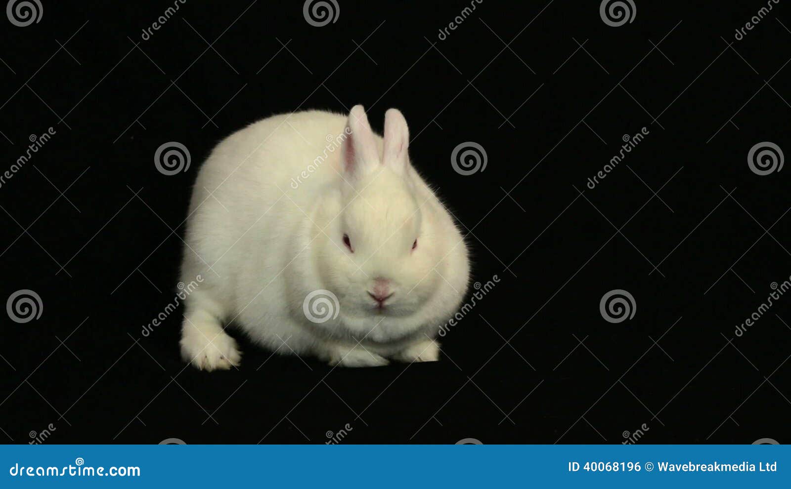 Bunny wiggling his nose stock footage. Video of people - 40068196