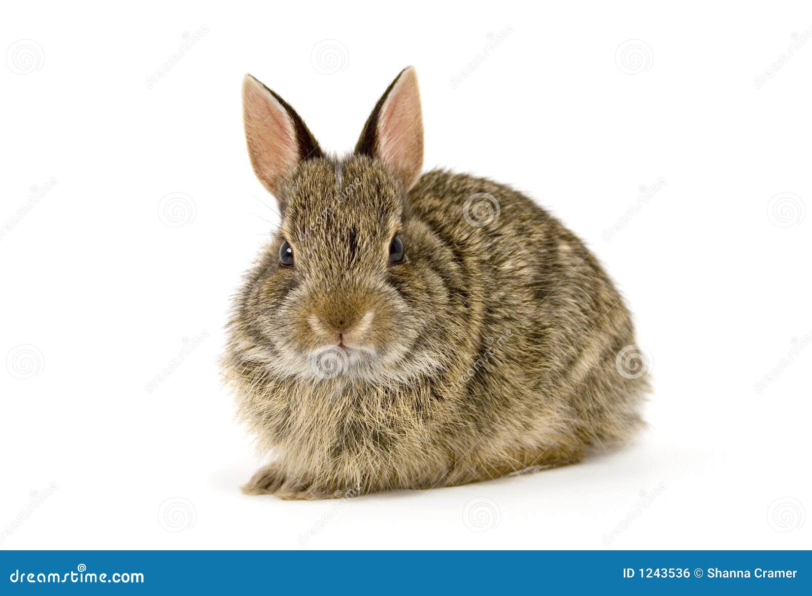 Bunny8 stock photo. Image of isolated, adorable, object - 1243536