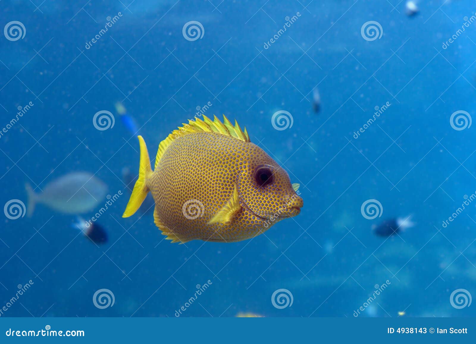 Bunnyfish stock image. Image of tropical, siganus, coral - 4938143