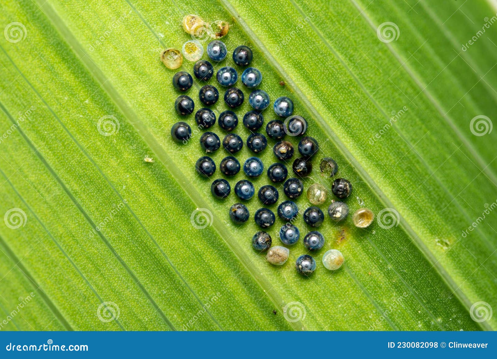 Blue Insect On Grren Leaf Stock Photography | CartoonDealer.com #110050592