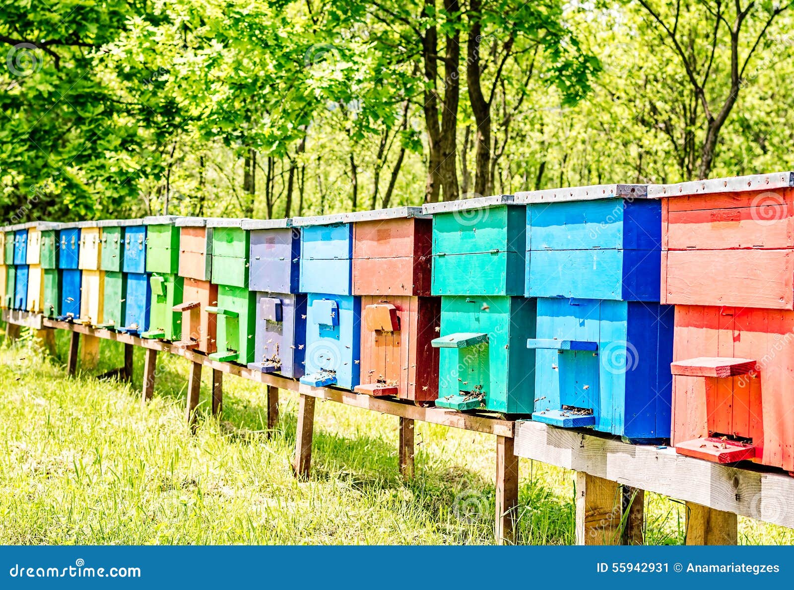 Bunte Bienenstöcke in Folge Stockbild - Bild von bienenzucht, reihe ...