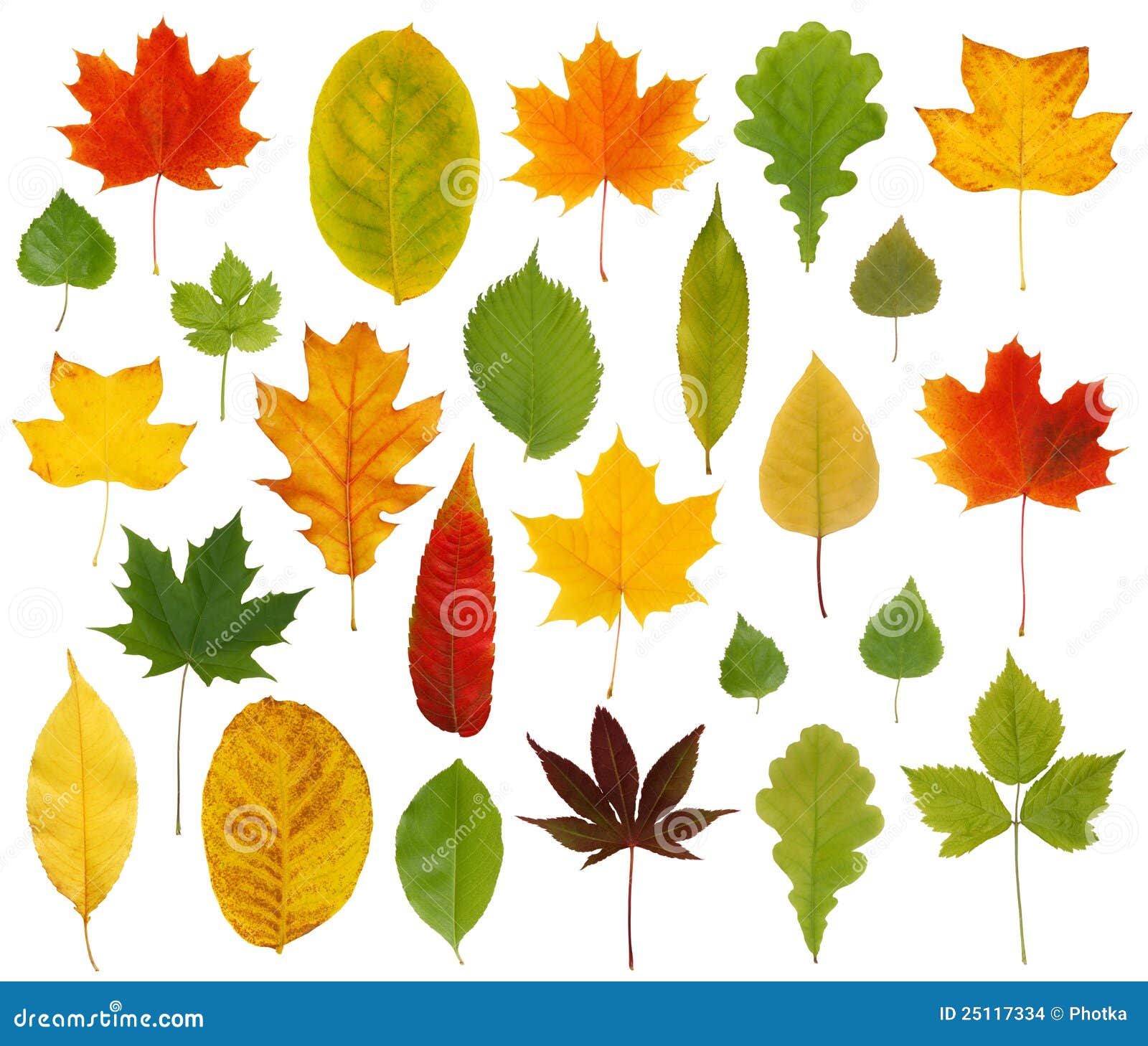 Bunte Blätter Stockbilder - Bild: 25117334