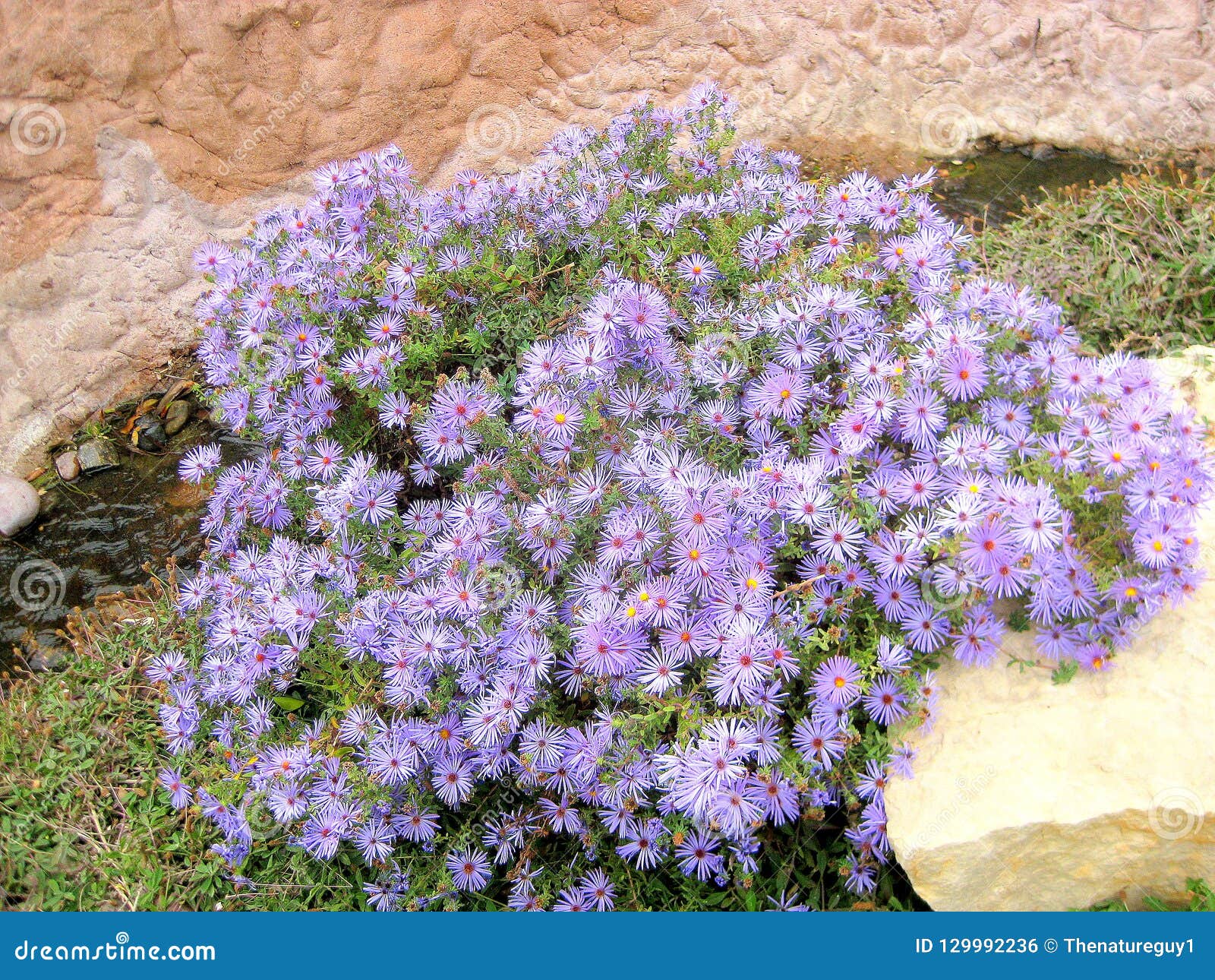 Bunte Blaue Aster Wildflowers in Abilene, Texas Stockfoto - Bild von ...