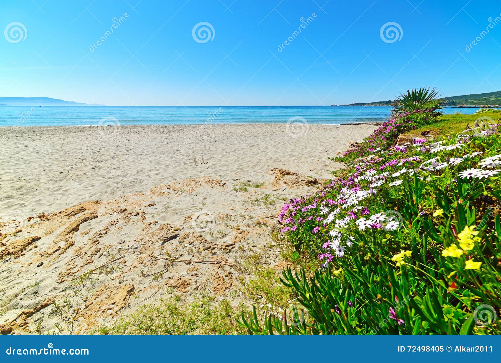 Bunte Blumen Durch Das Ufer in Le Bombarde Setzen Auf Den Strand ...