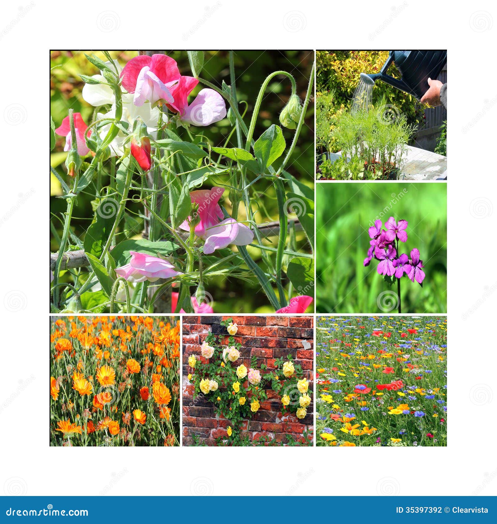 Bunte Blumen in Einer Collage. Stockfoto - Bild von recht, sonnenschein ...