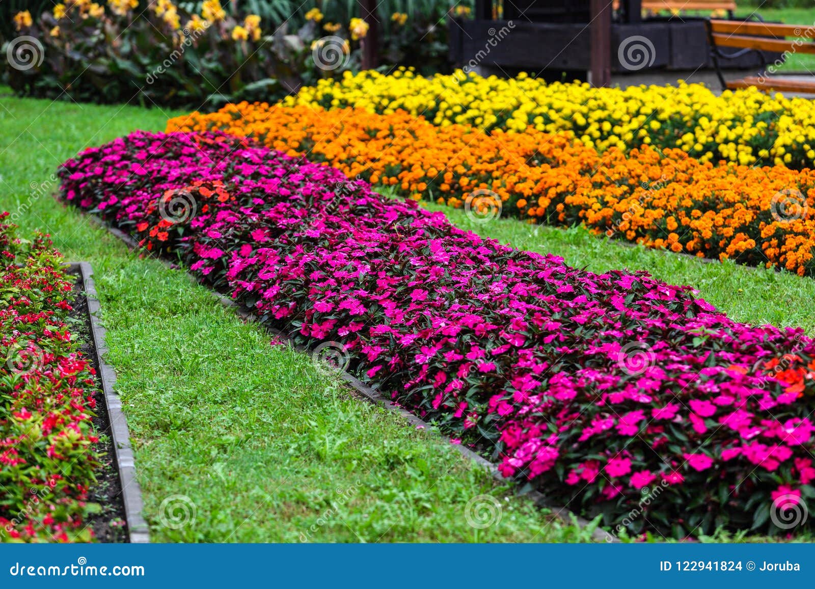 Bunte Blumen im Garten stockfoto. Bild von blatt, farbe - 122941824